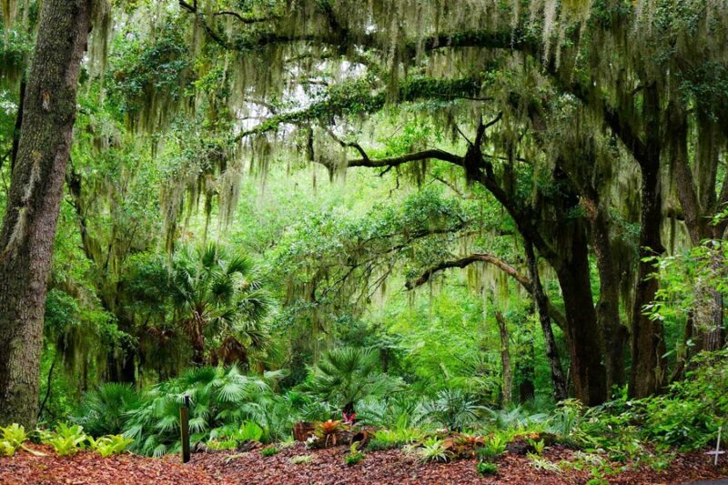 Jacksonville Arboretum & Gardens - Hike The Trails