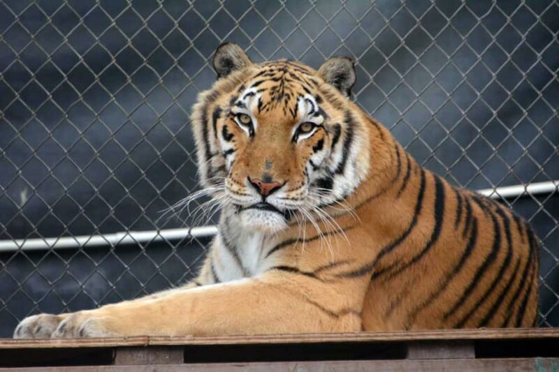 Catty Shack Ranch Wildlife Sanctuary